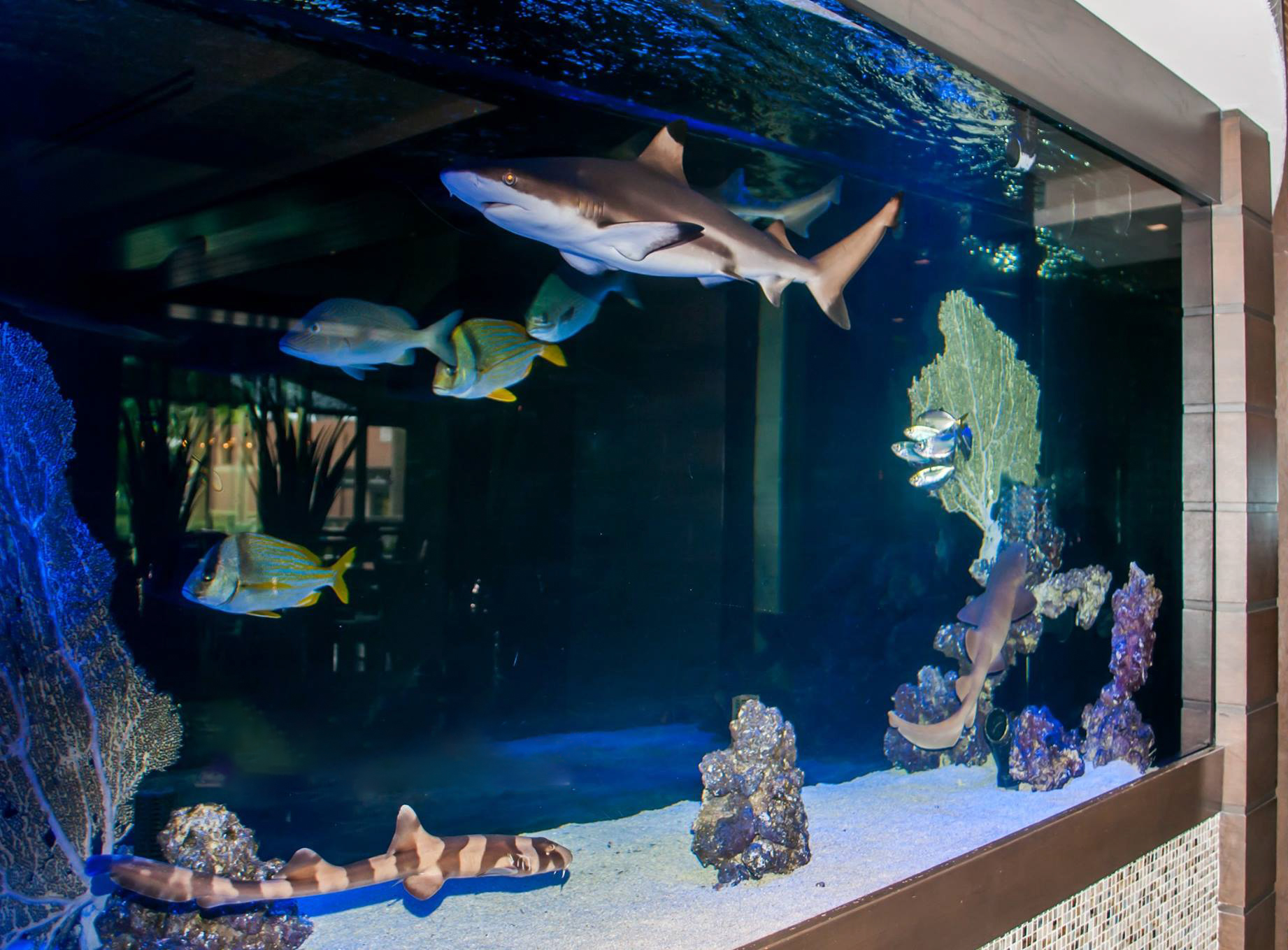 Predator Tank – Magnificent Aquariums