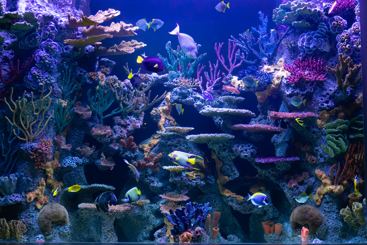Custom Design – Magnificent Aquariums